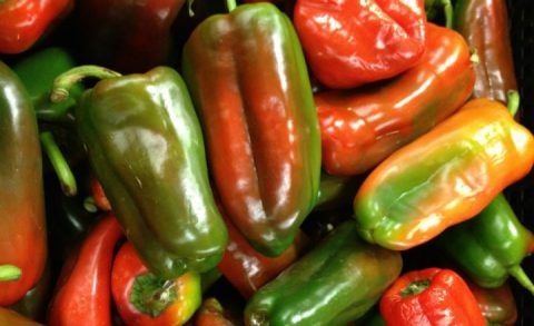 Chile Pimiento